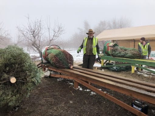 CHRISTMAS TREE FARMS - SPOKANE, WASHINGTON
