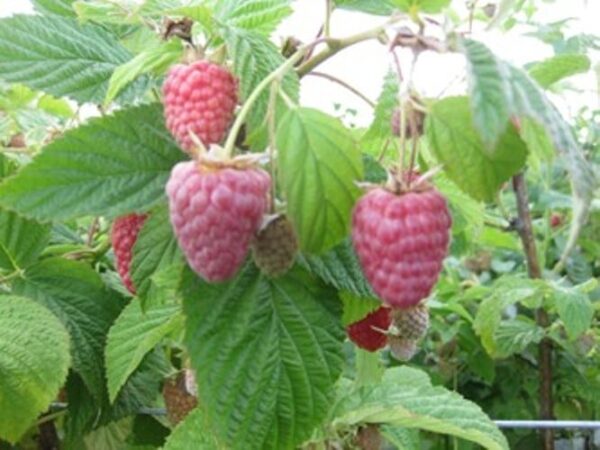 Ronda's Famous Raspberry Pie - Cherry Hill